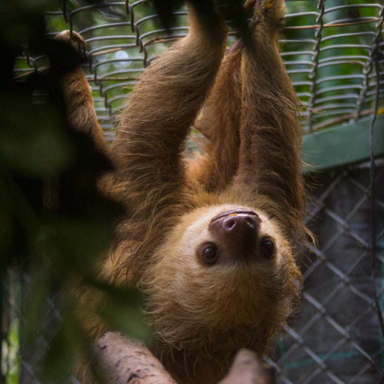 volunteering-with-sloths-at-animal-rescue-centers-in-costa-rica ...